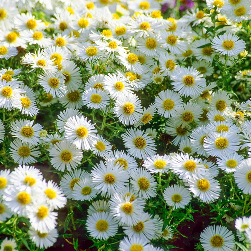 Buy Snow Cushion Dwarf Aster | Sun Perennials | Breck's