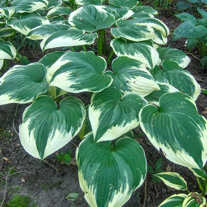 Buy Robert Frost Hosta Online | Shade Perennials | Breck's