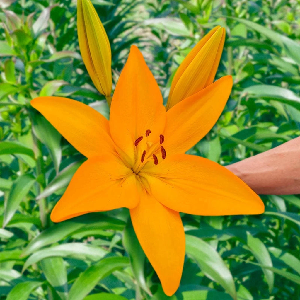 Buy Sunny Day Lily Online | Oriental Lilies | Breck's