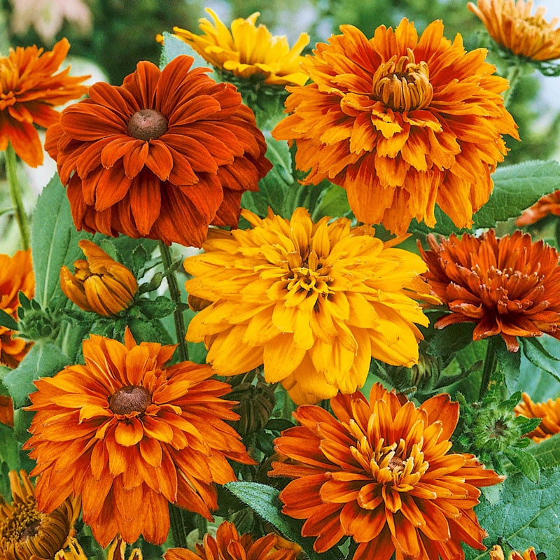 Buy Cherokee Sunset Rudbeckia | Sun Perennials | Breck's