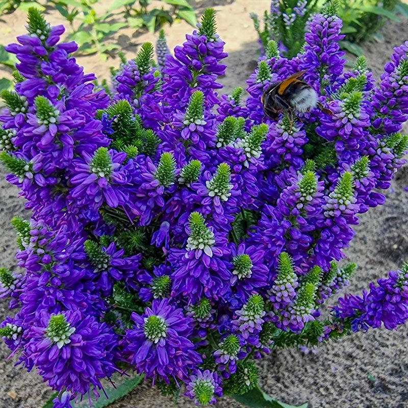 Buy Baby Bloomer Blue Speedwell | Sun Perennials | Breck's