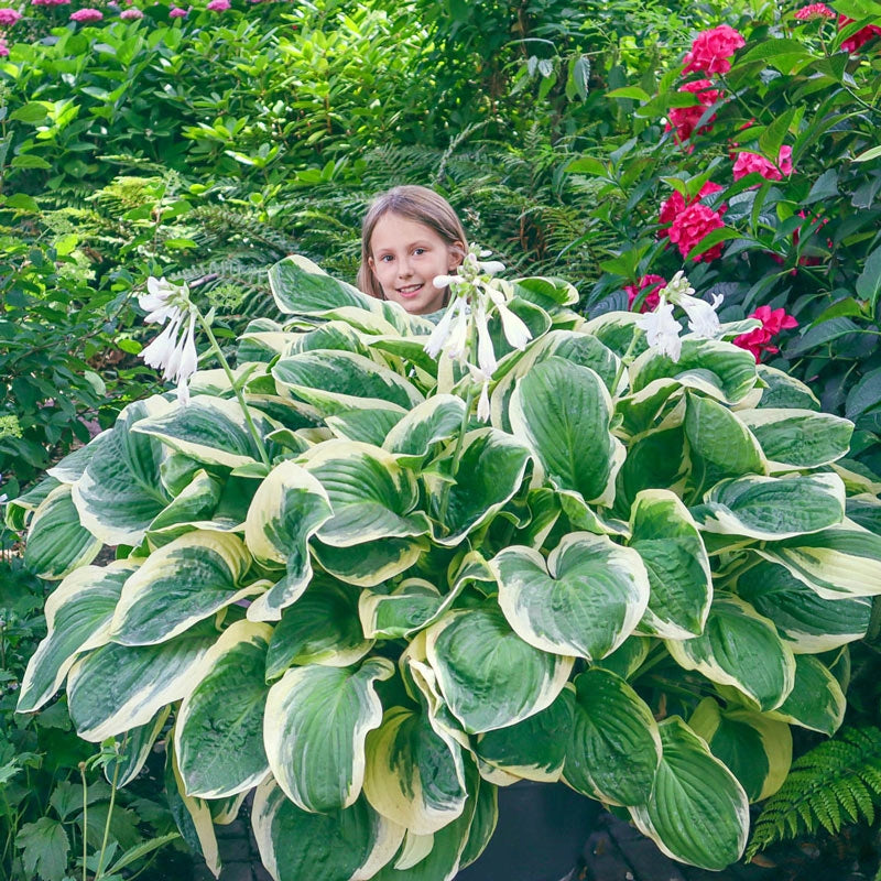 Buy Diana Remembered Hosta | Fragrant Hostas | Breck's