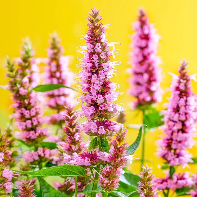 Beelicious Pink Anise Hyssop – Breck's