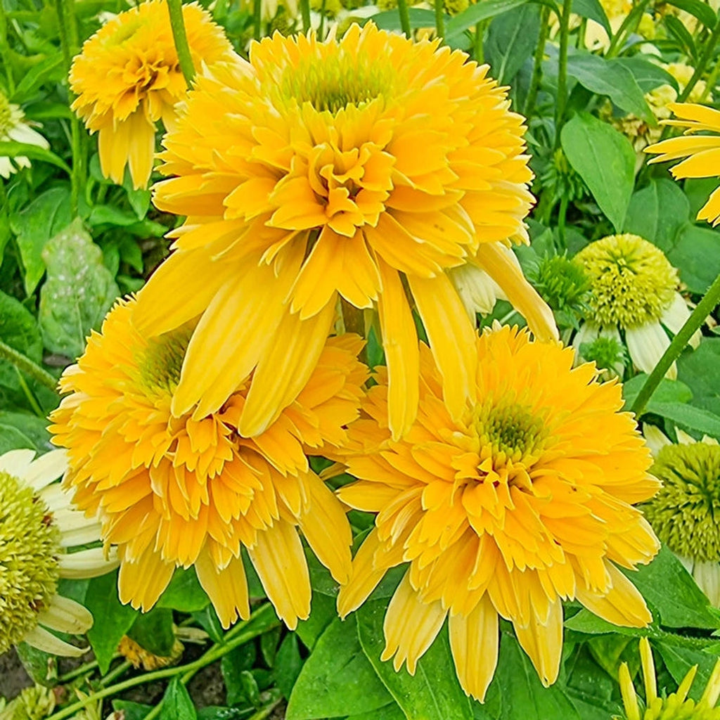 Buy Lemon Drop Coneflower Online | Sun Perennials | Breck's