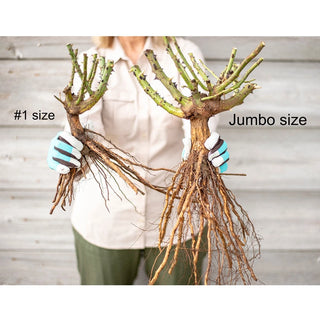 Angelic Veil Hybrid Tea Rose | Pink & White Hues | Breck's – Brecks