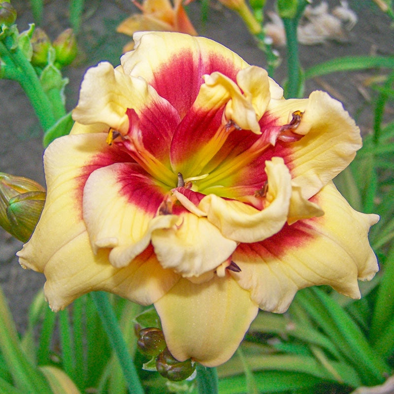 Buy Double Cherries Duet Reblooming Daylily | Breck's – Brecks