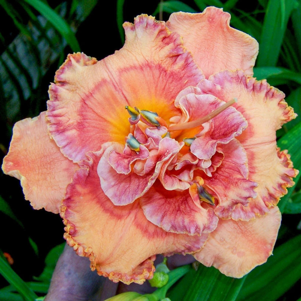 Buy Hummingbird Heaven Daylily | Daylily Roots | Breck's