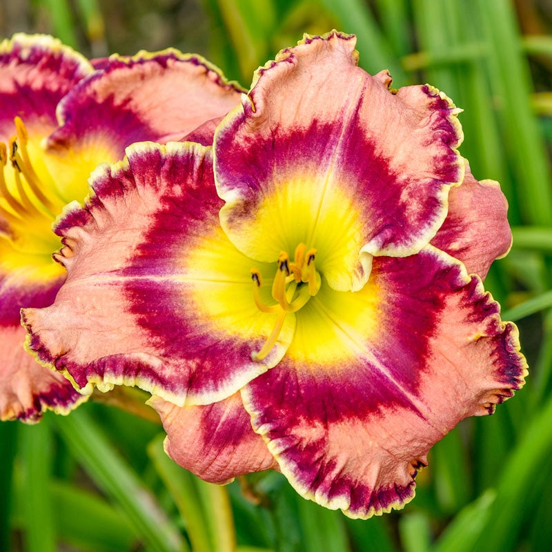 Momentary Bliss Reblooming Daylily | Shop Online | Breck's