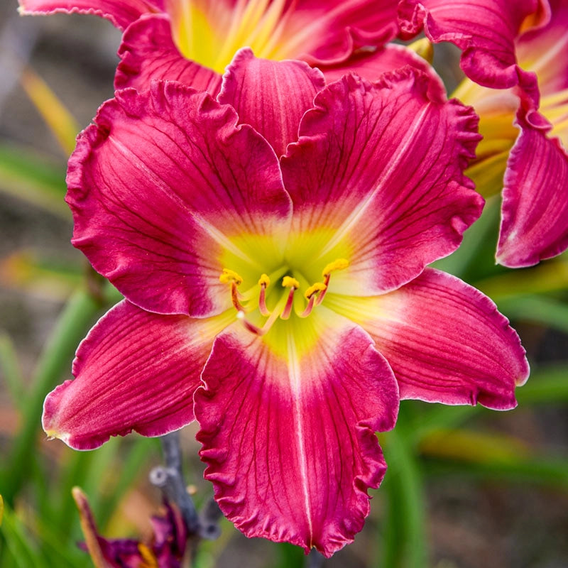 Romantic Returns Reblooming Daylily | Buy Online | Breck's