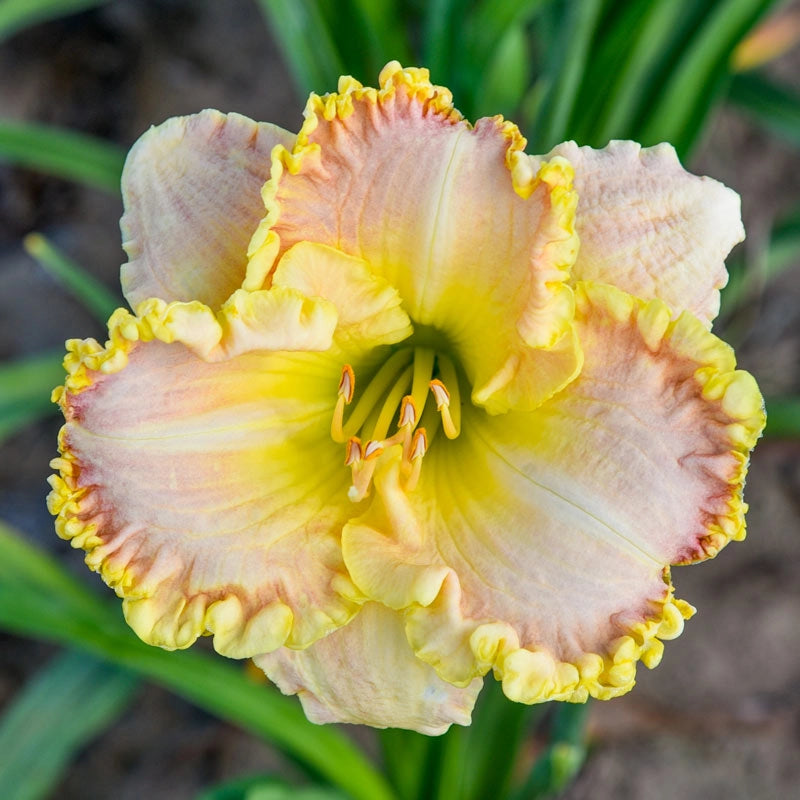 Singular Sensation Reblooming Daylily | Buy Online | Breck's