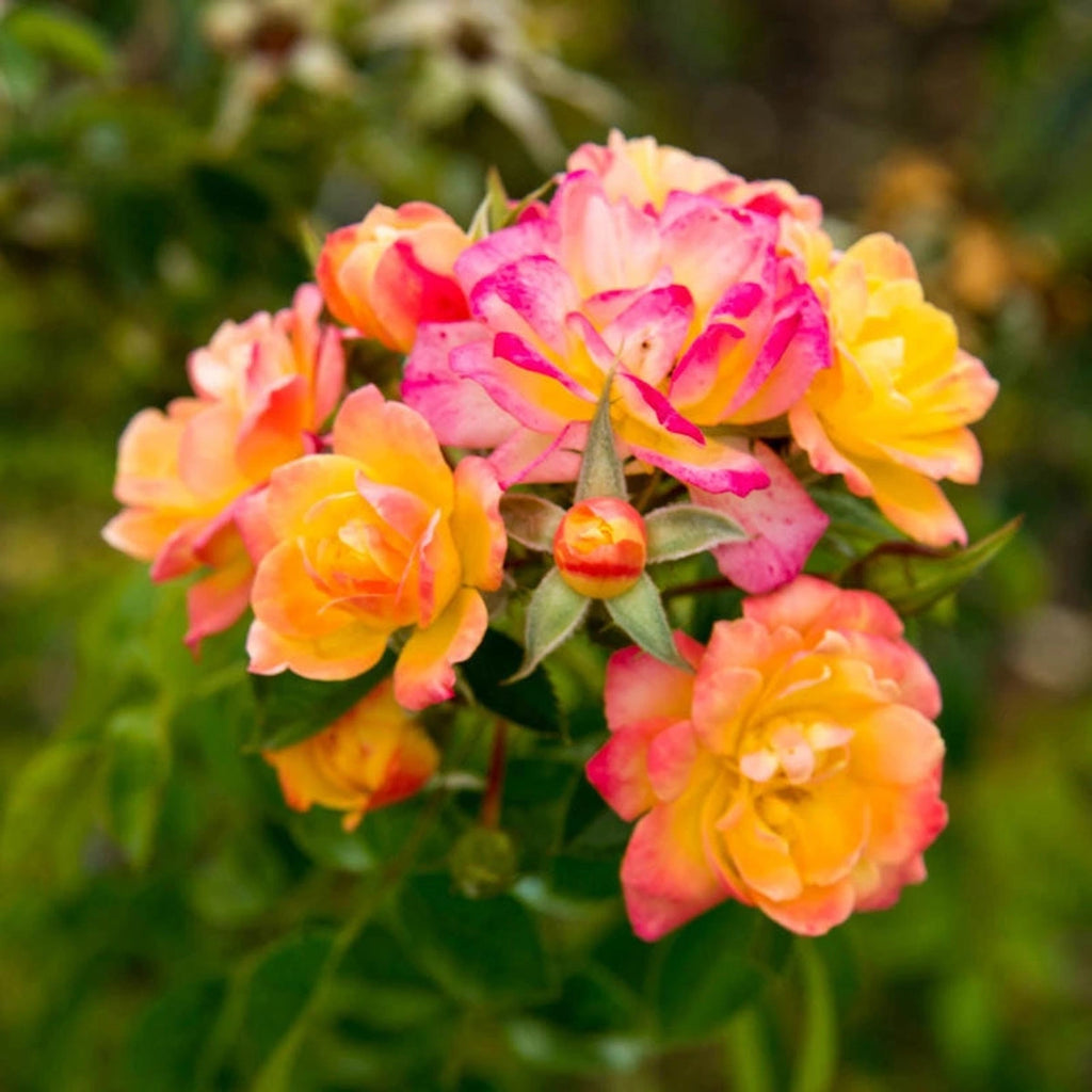 Shop Rio Samba Hybrid Tea Rose | Sun Perennials | Breck's