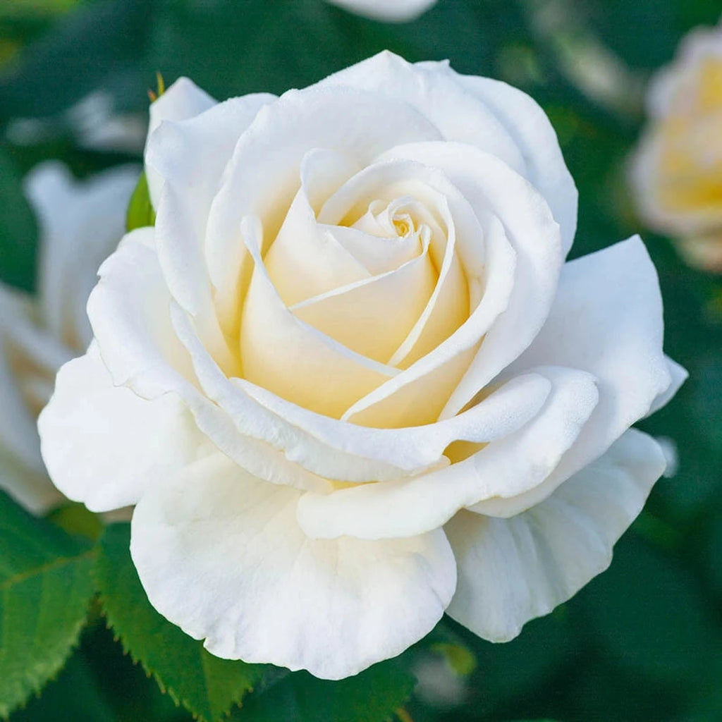 Easy Spirit Floribunda Rose | Brecks.com