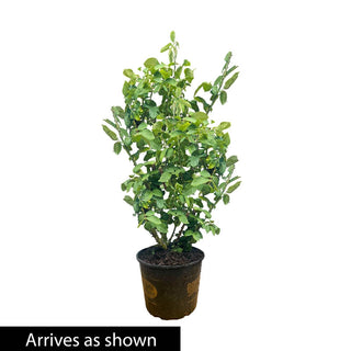 Easy Spirit Floribunda Rose | Brecks.com