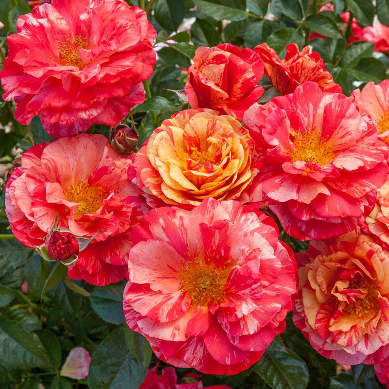 Frida Kahlo® Floribunda Rose – Breck's