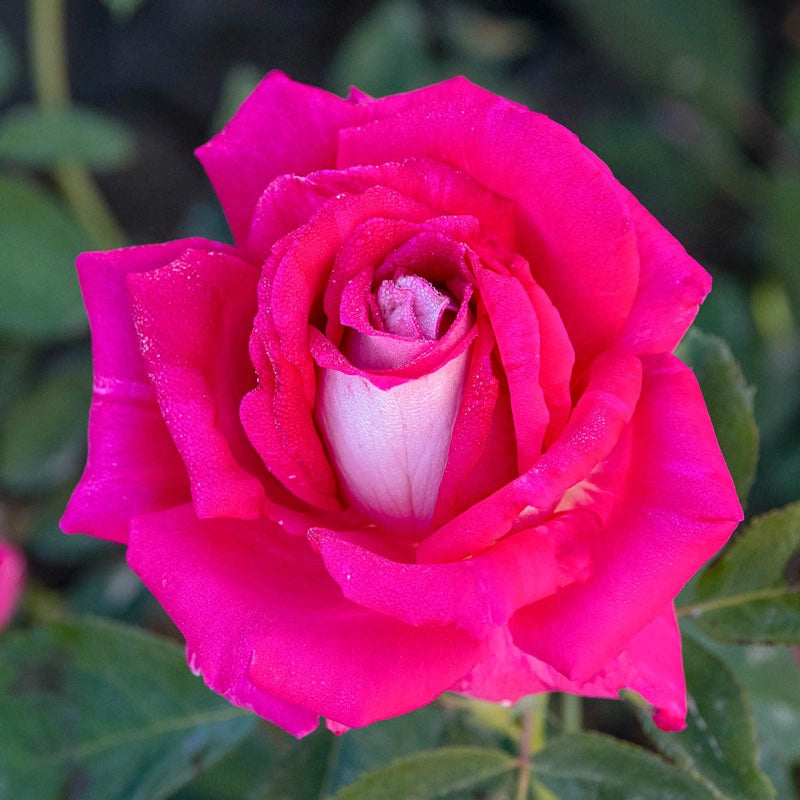 Picture Perfect Hybrid Tea Rose | Shop Roses | Breck's