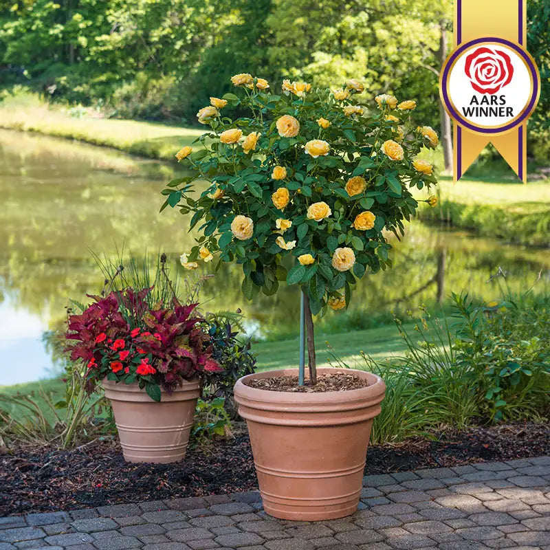 Julia Child Patio Tree Rose | Breck's