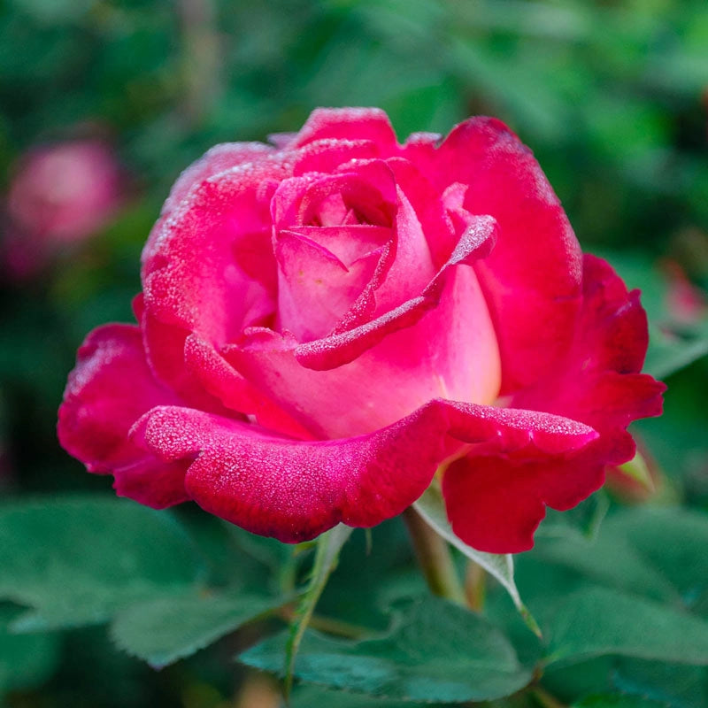 Shop Dick Clark Grandiflora Rose | Sun Perennials | Breck's