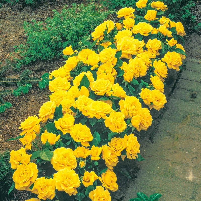 Buy Yellow Freedom Rose Online | Sun Perennials | Brecks