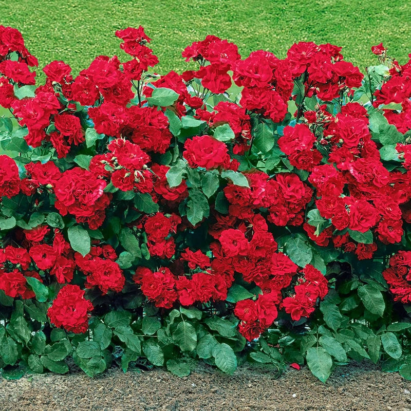 Buy Red Freedom Rose Online | Sun Perennials | Brecks