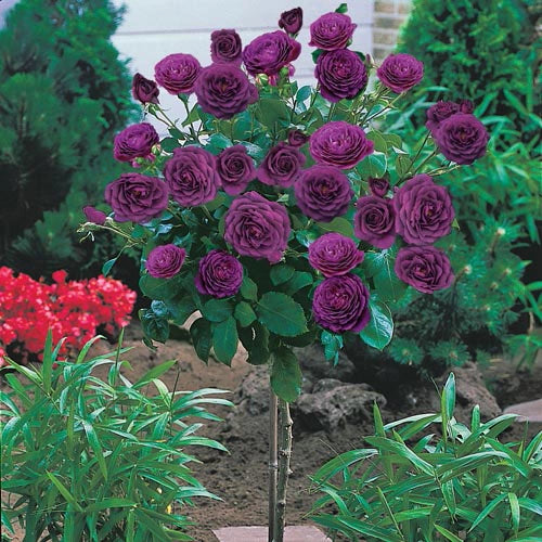 Ebb Tide Patio Tree Rose | Brecks.com