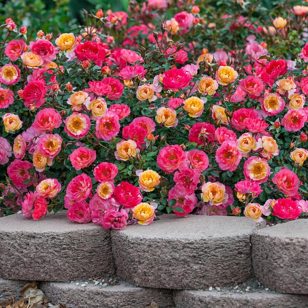 Rainbow Happy Trails Groundcover Rose | Breck's