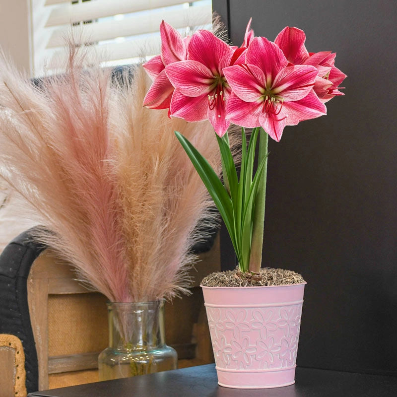 Gervase Single Amaryllis Bulb | Amaryllis Bulbs | Breck's – Brecks