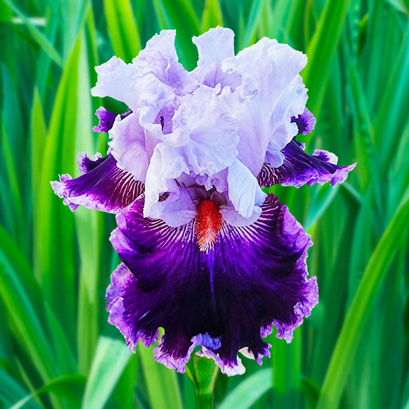Buy Daring Deception Bearded Iris | Iris Bulbs | Breck's
