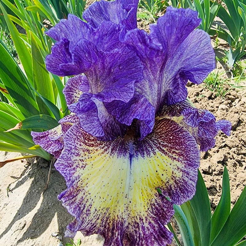 Foolish Dreamer Bearded Iris – Brecks