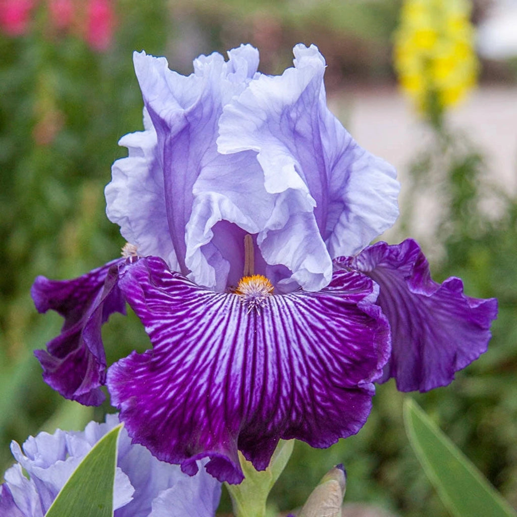 Glacier Melt Reblooming Bearded Iris | Shop Online | Breck's