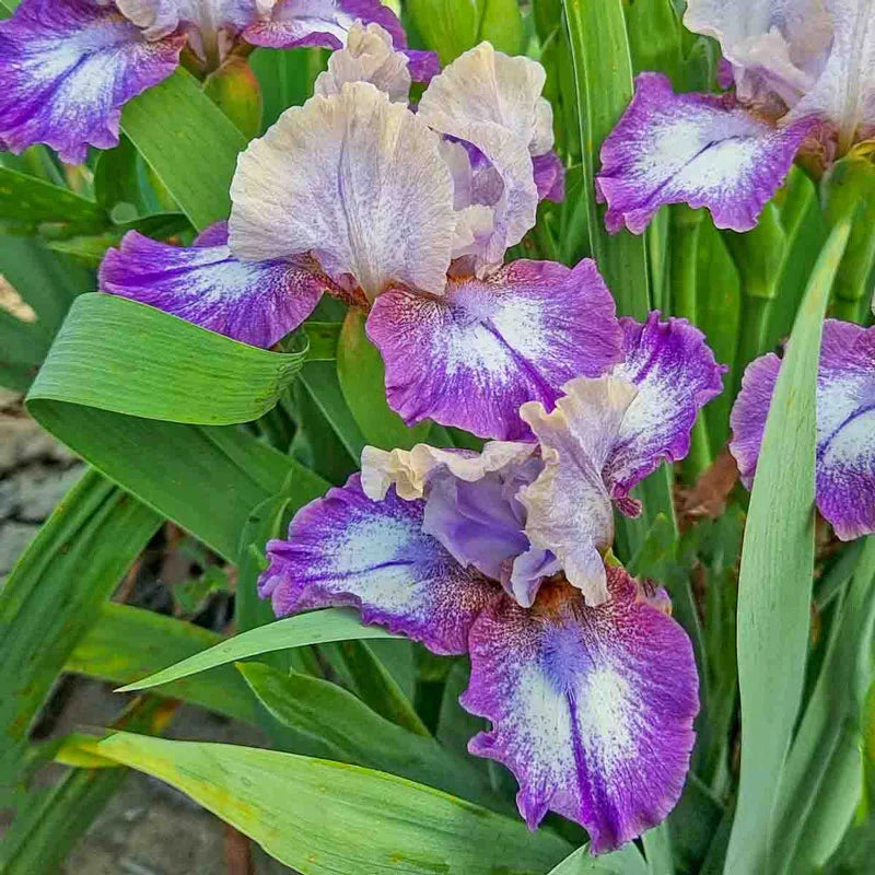 Buy Pathway Border Bearded Irises | Iris Bulbs | Breck's – Brecks