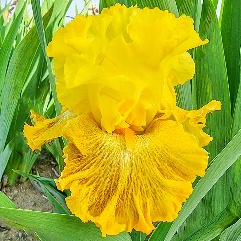 Buy Woven Sunlight Bearded Irises | Iris Bulbs | Breck's
