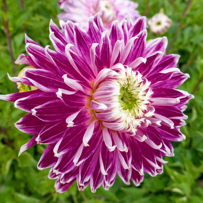 Buy Vancouver Dahlias | Spring Planted Bulbs | Breck's