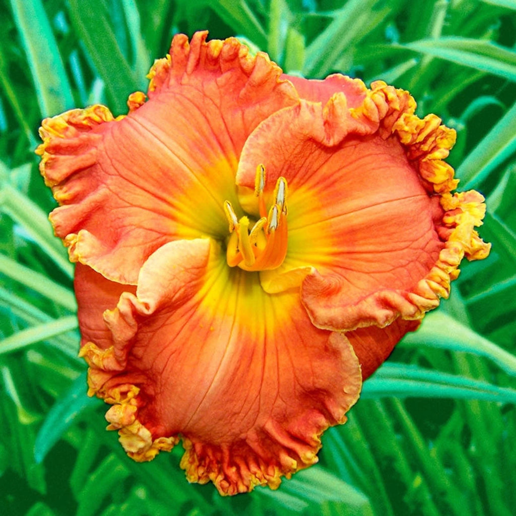Buy Warm Touch Reblooming Daylily | Daylily Roots | Breck's