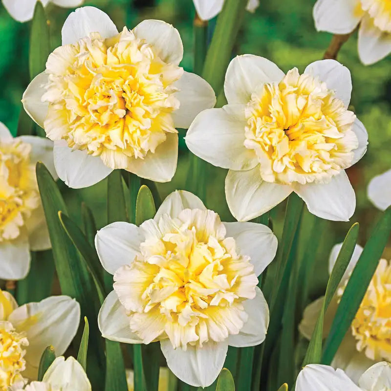 Buy Ice King Daffodils Online | Daffodil Bulbs | Breck's