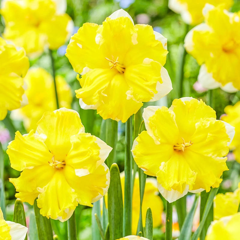 Shop Belcanto Daffodils Online | Daffodil Bulbs | Breck's