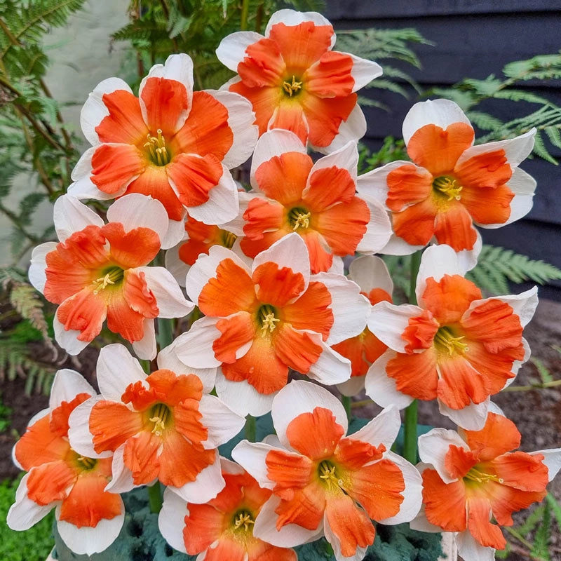 Buy Electrus Daffodils Online | Daffodil Bulbs | Breck's