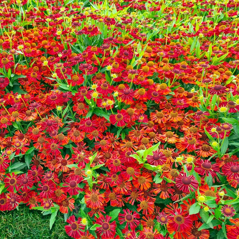 Buy Siesta Dwarf Helenium | Sun Perennials | Breck's