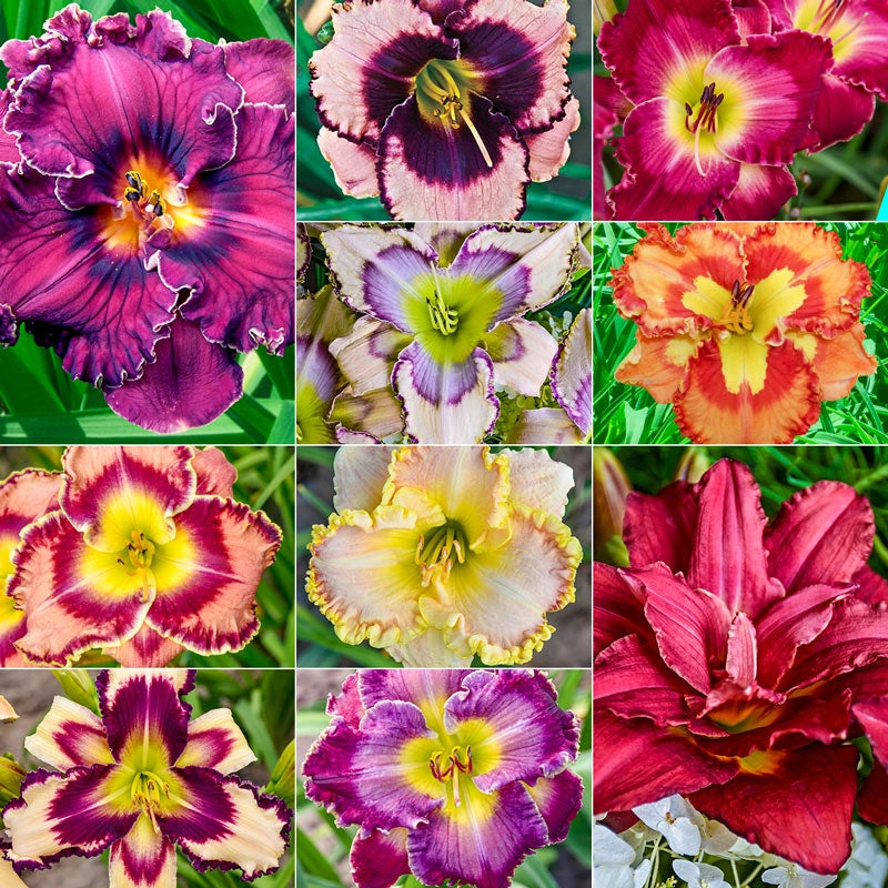 Ultimate Kaleidoscope of Colour Daylily Collection | Breck's – Brecks