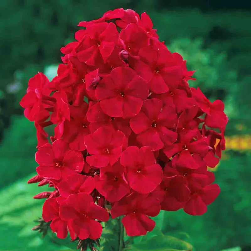 Buy Red Riding Hood Phlox Online | Sun Perennials | Breck's – Brecks