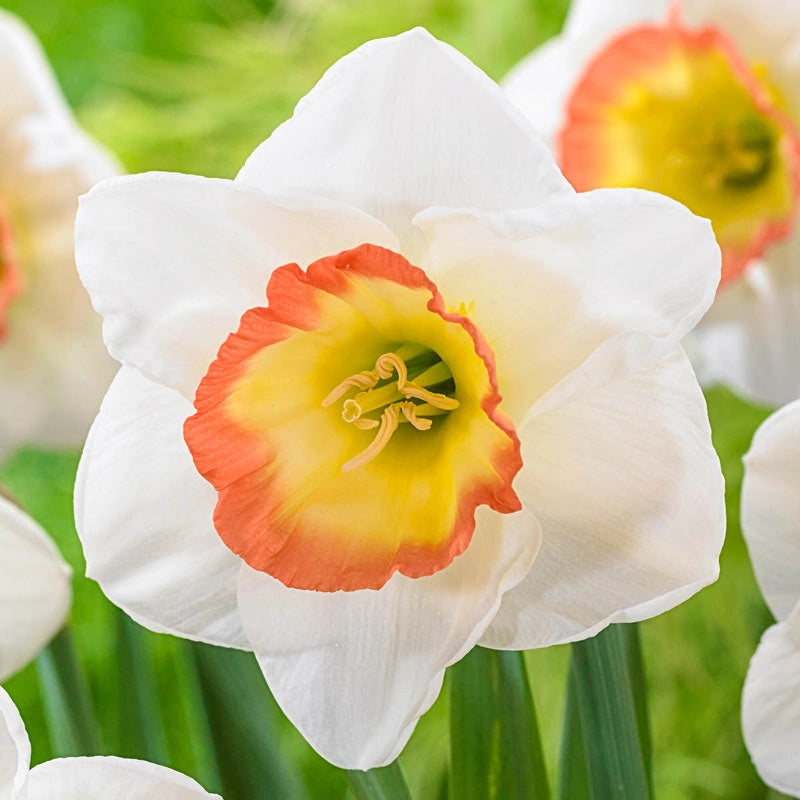 Buy Night Cap Daffodils Online | Daffodil Bulbs | Breck's – Brecks