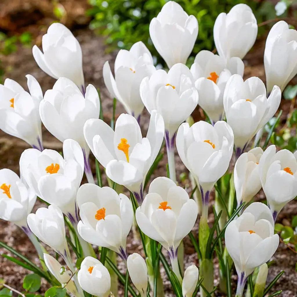 Buy Ice Queen Giant Snow Crocus | Crocus Bulbs | Breck's – Brecks