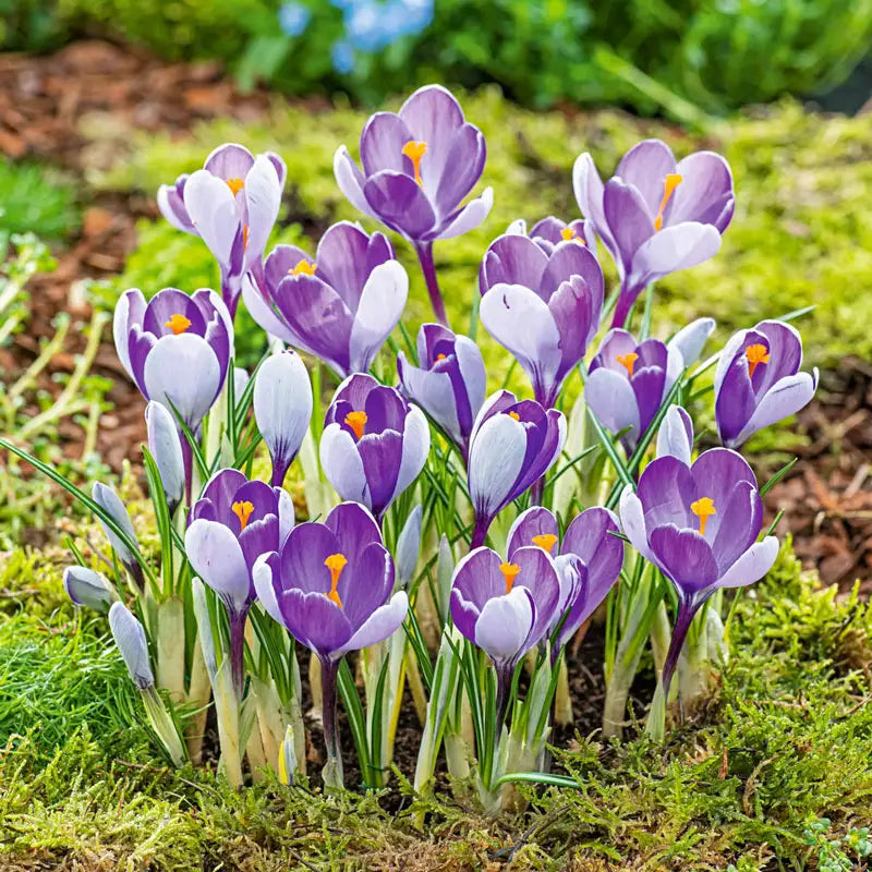 Buy Whale Shark Giant Snow Crocus | Crocus Bulbs | Breck's – Brecks