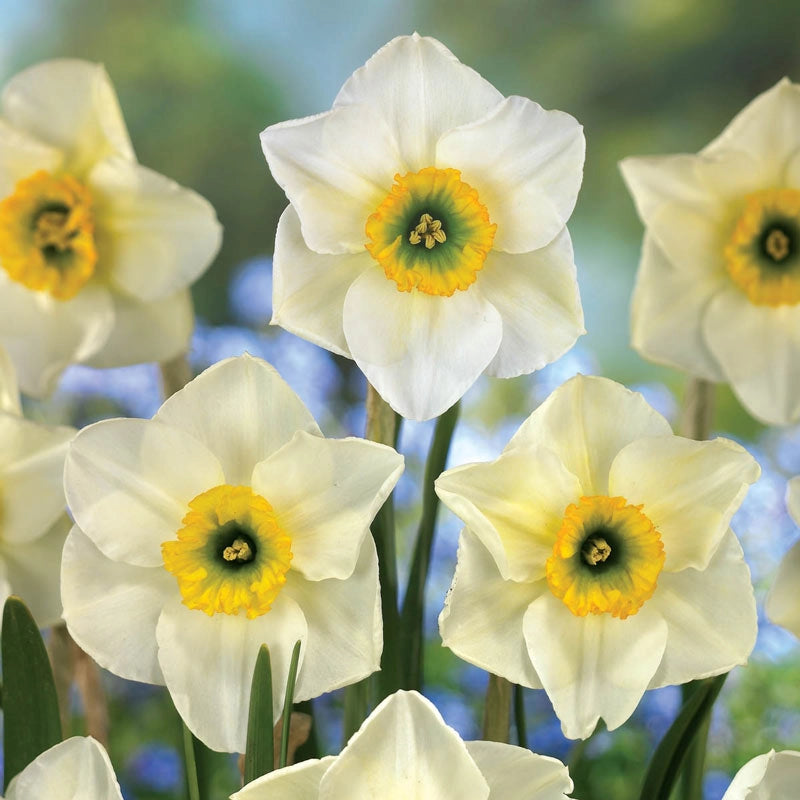 Buy Lancaster Daffodils Online | Daffodil Bulbs | Breck's