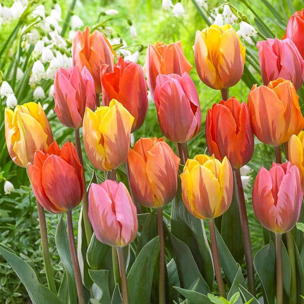 Buy Royal Princess Tulip Mixture | Tulip Bulbs | Breck's