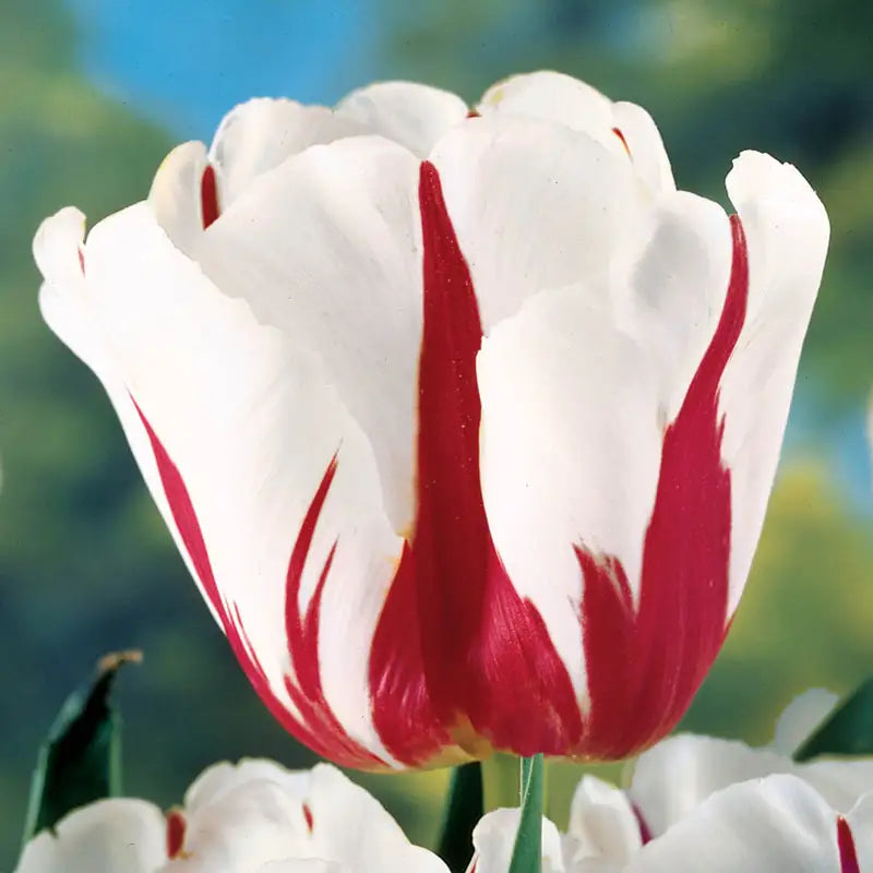 Buy Carnaval de Rio Tulips | Single Tulip Bulbs | Breck's
