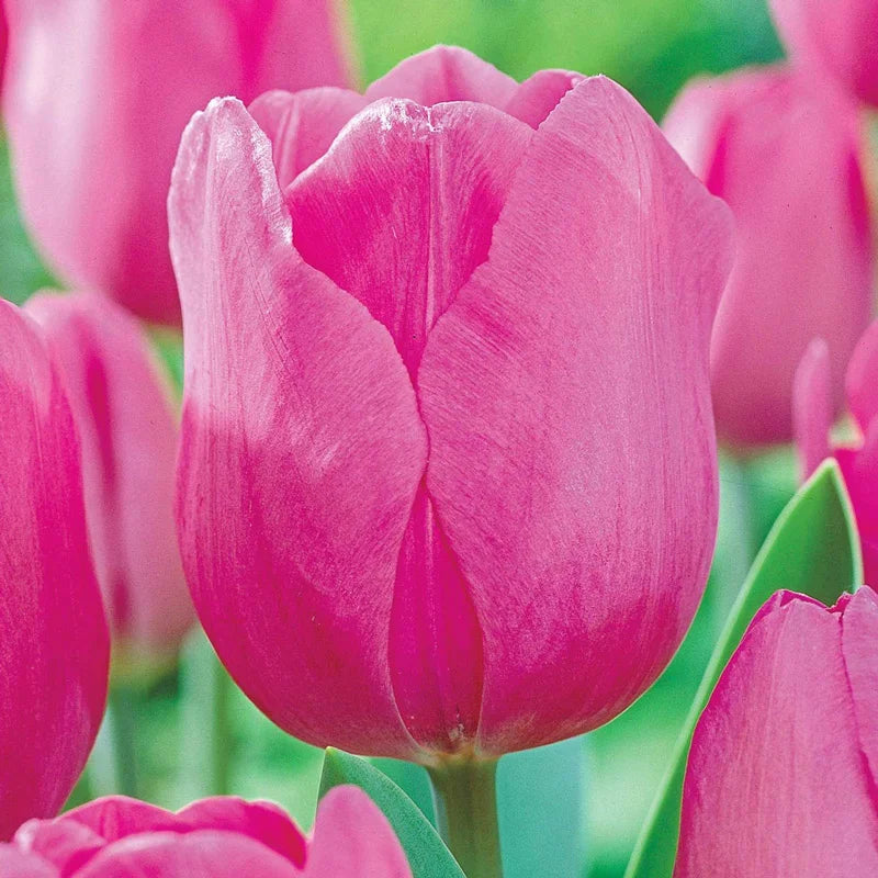 Buy Pink Ardour Tulips Online | Single Tulip Bulbs | Breck's – Brecks
