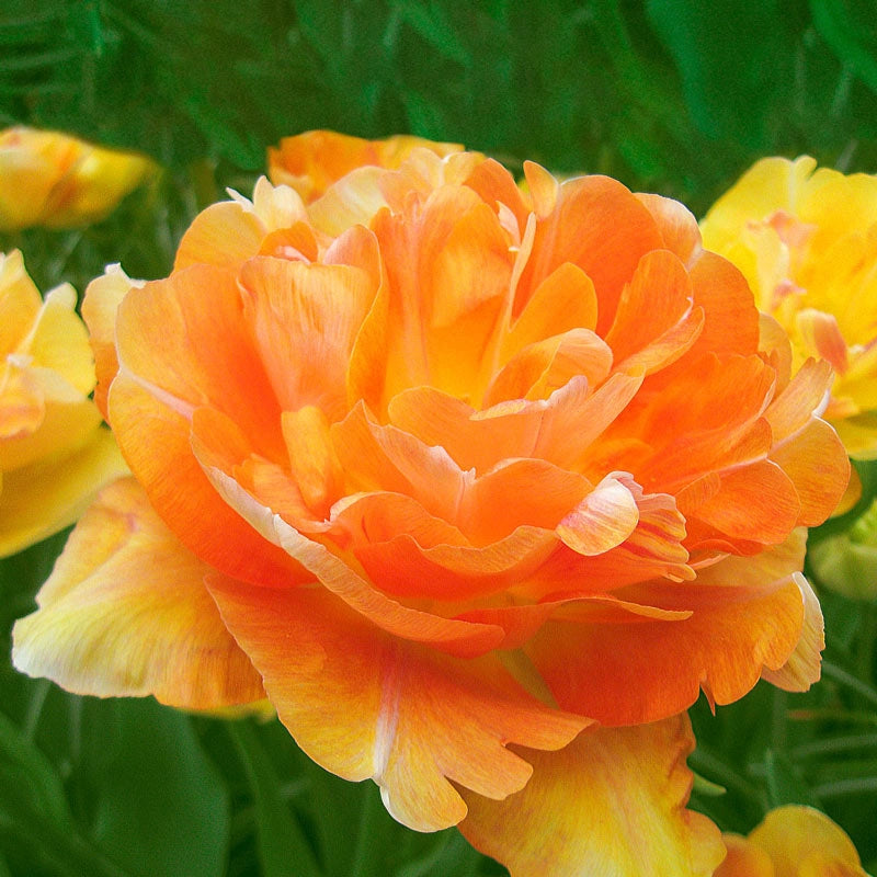 Buy Charming Beauty Tulips | Double Tulip Bulbs | Breck's