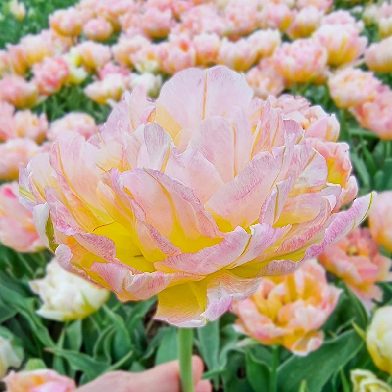 Buy Password Tulips Online | Double Tulip Bulbs | Breck's