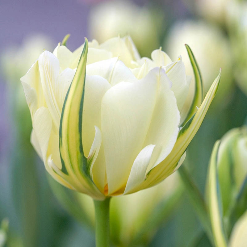 Buy White Valley Tulip Online | Double Tulip Bulbs | Breck's