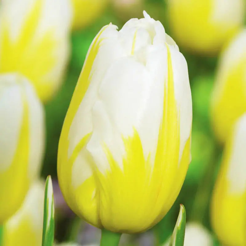 Buy Lemon Meringue Tulips | Single Tulip Bulbs | Breck's